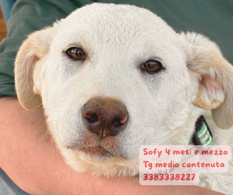 Sofy Bianchissima Cucciolotta Di 4 Mesi E Mezzo Tg Medio Contenuta Ti Aspetta cane a Parma in Regalo